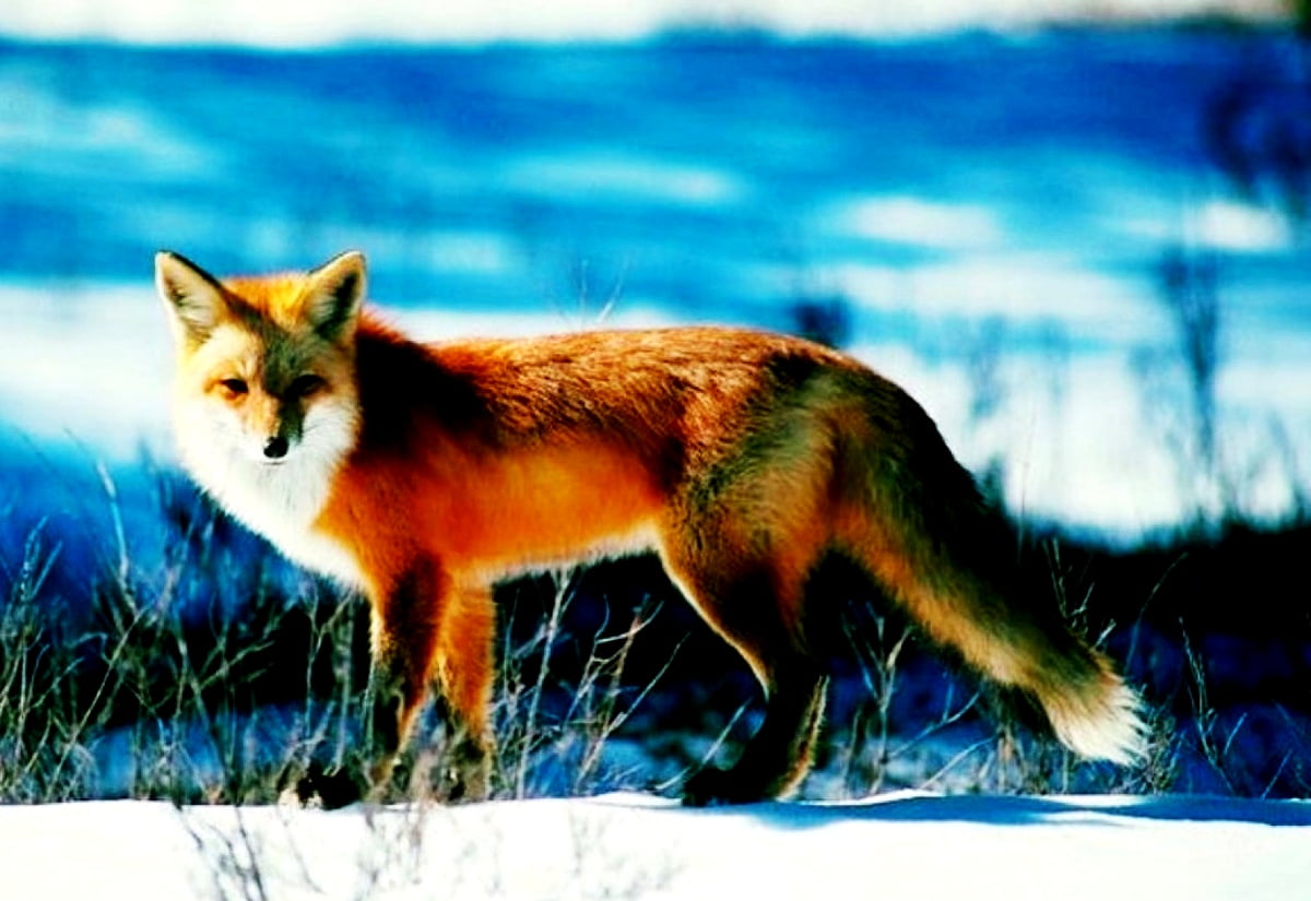 Bild Fuchs, Roter Fuchs, Tierwelt | Beste freie Fotos