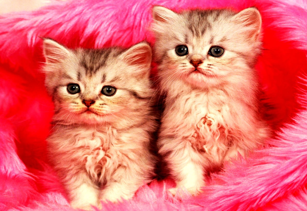 Katzen, Kätzchen, Kitty Hintergrundbild | Download kostenlose Hintergründe