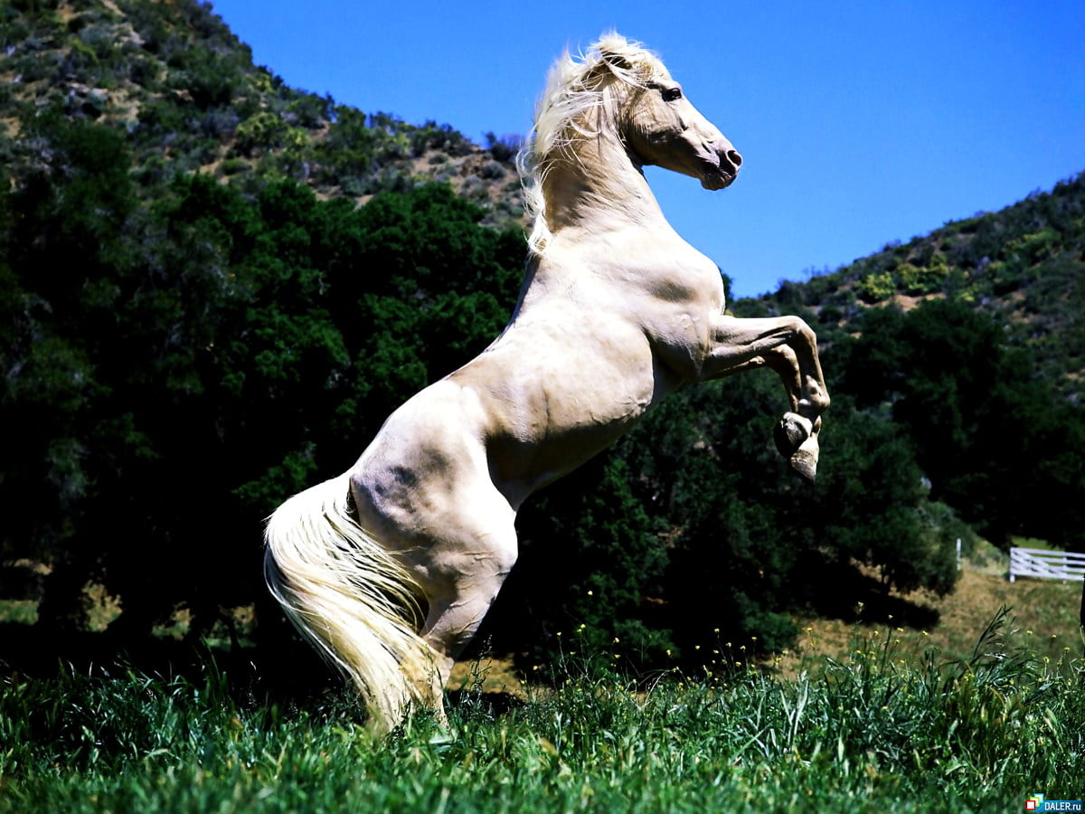 200+ Pferd Hintergrundbilder HD | Kostenlose Bilder
