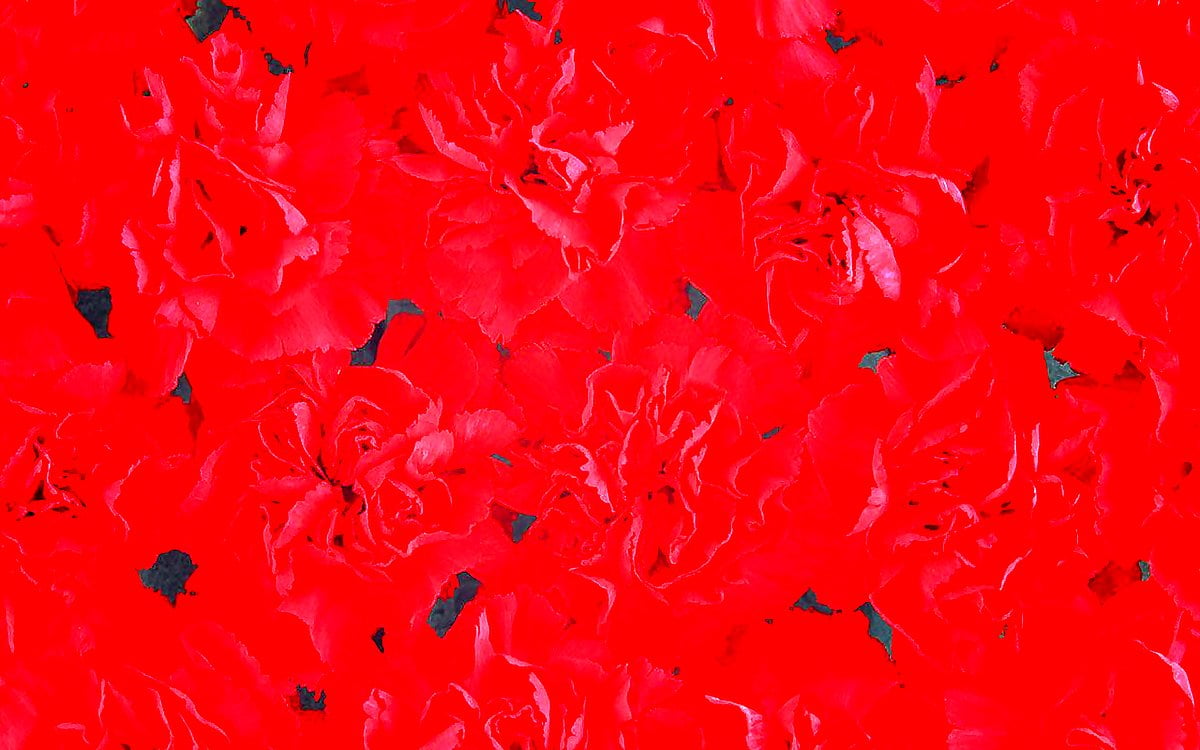 Rote Rose Hintergründe
