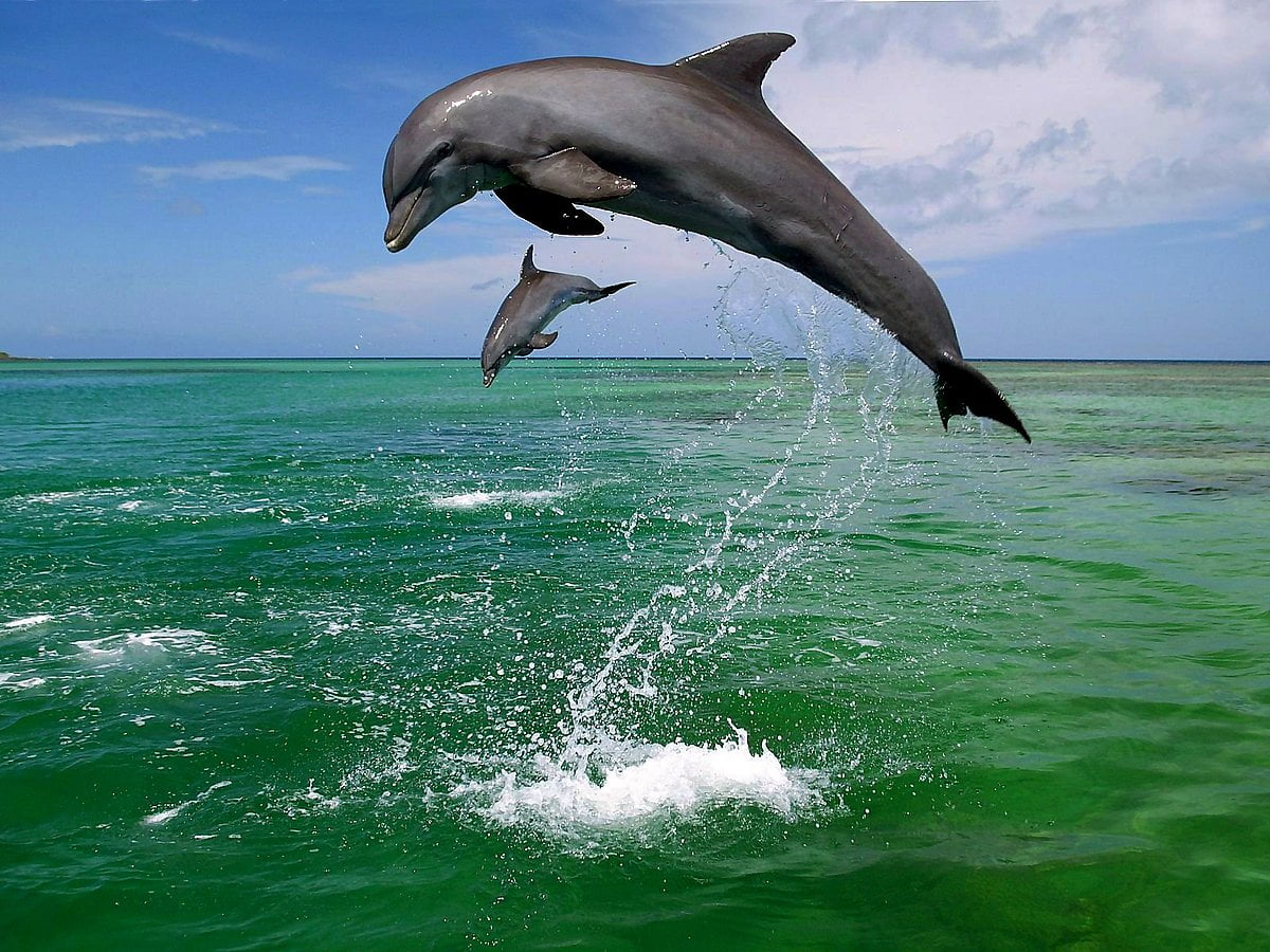 100+ Delfin Hintergrundbilder HD |Kostenlose Bilder