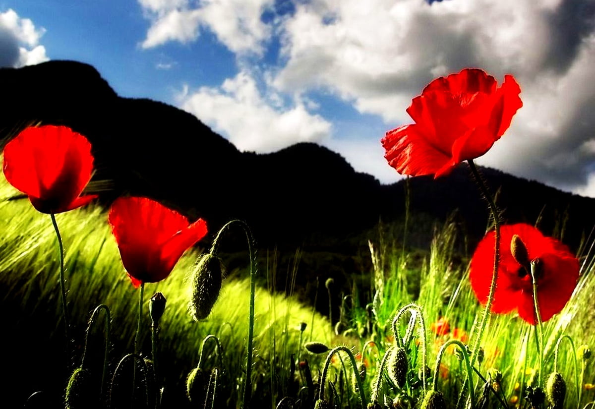 80+ Mohn Hintergrundbilder HD | Kostenlose Bilder