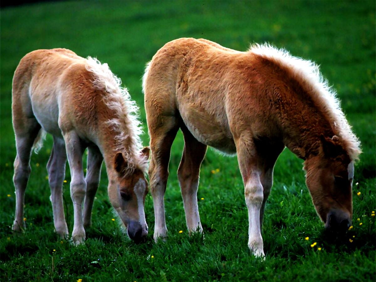 Buntes Pferd, Tiere, Mähne Wallpaper | Download TOP freie Wallpapers