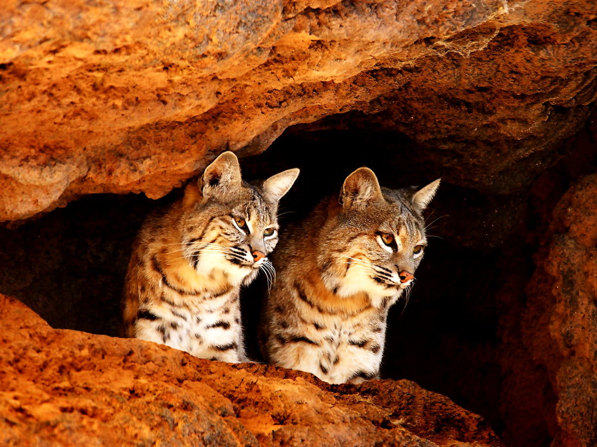 60+ Wilde Katze Hintergrundbilder HD | Kostenlose Bilder