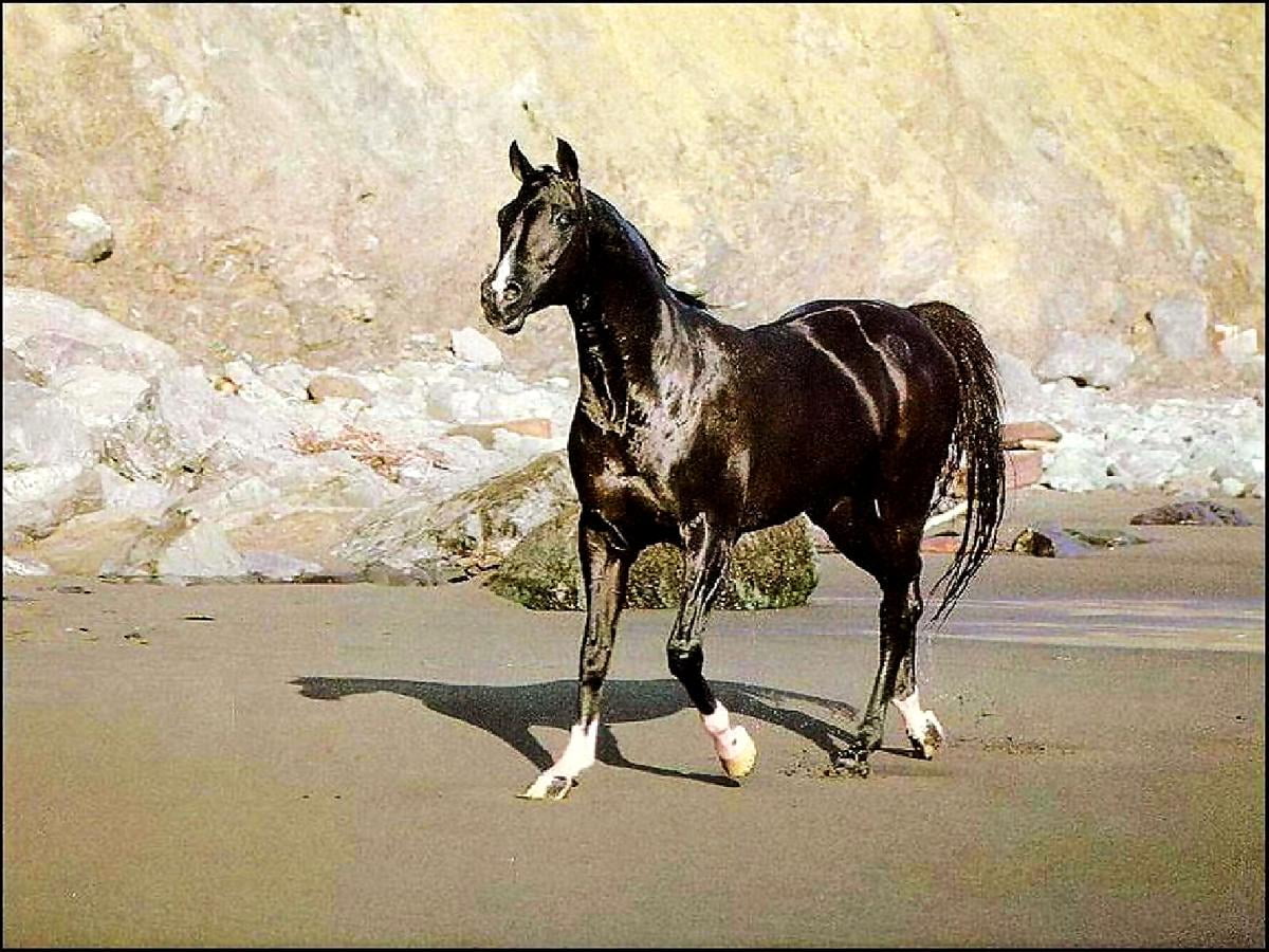200+ Pferd Hintergrundbilder HD | Kostenlose Bilder