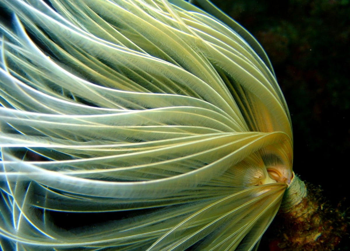 Foto Weichtiere, Riff, Aquarium | Download kostenlose Fotos