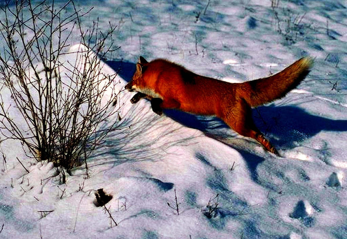 Fuchs, Tierwelt, Roter Fuchs Hintergrund | Download kostenlose Bilder