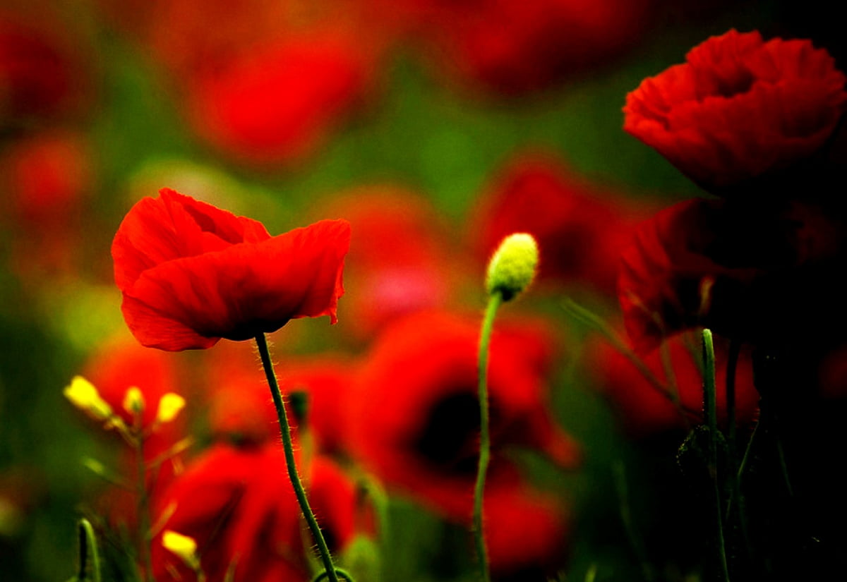 80+ Mohn Hintergrundbilder HD | Kostenlose Bilder