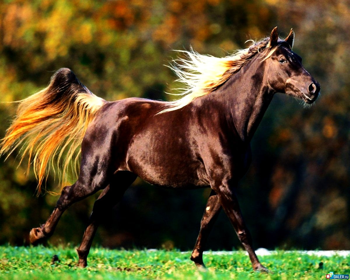 Schönes Hintergrundbild Pferd, Hengst, Tiere | Beste kostenlose ...