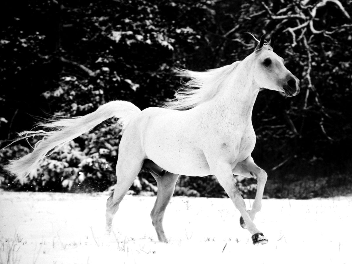200+ Pferd Hintergrundbilder HD | Kostenlose Bilder
