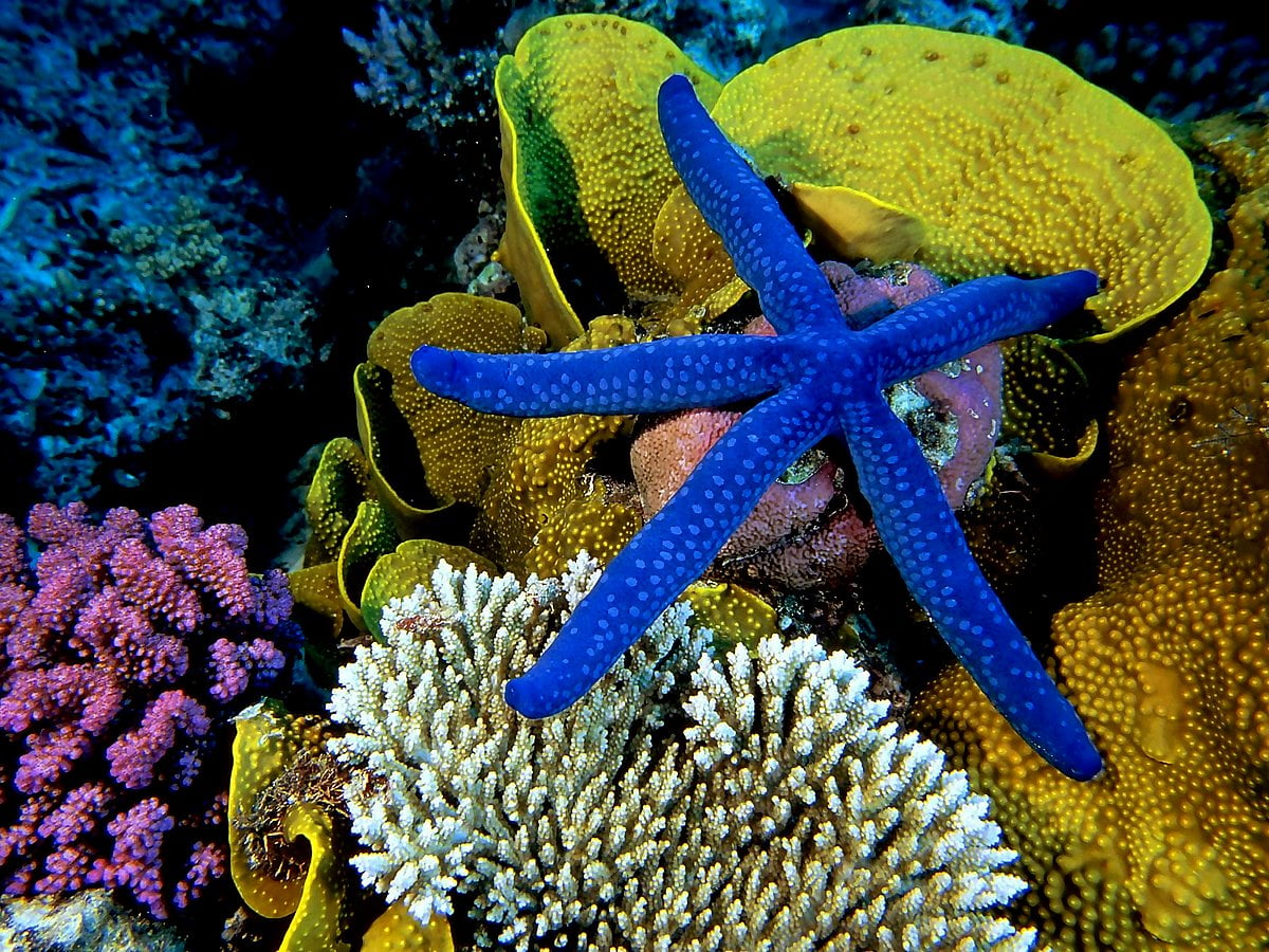 30+ Seestern Hintergrundbilder HD | Kostenlose Bilder