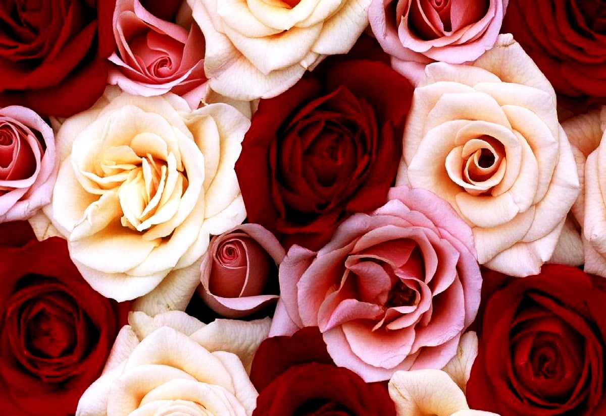 Schönes Blumen, Gartenrosen, Rose Hintergrundbild | Beste kostenlose ...