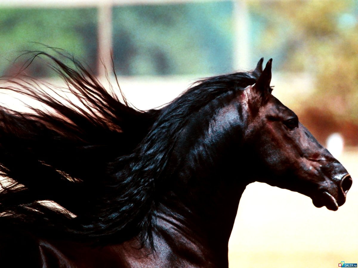 200+ Pferd Hintergrundbilder HD | Kostenlose Bilder