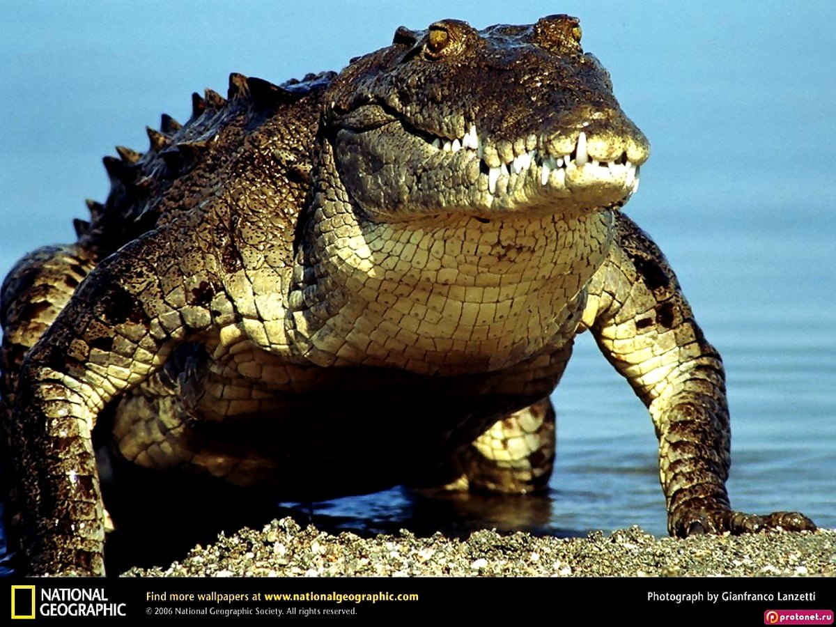 Krokodil Hintergrundbilder HD | Kostenlose Bilder