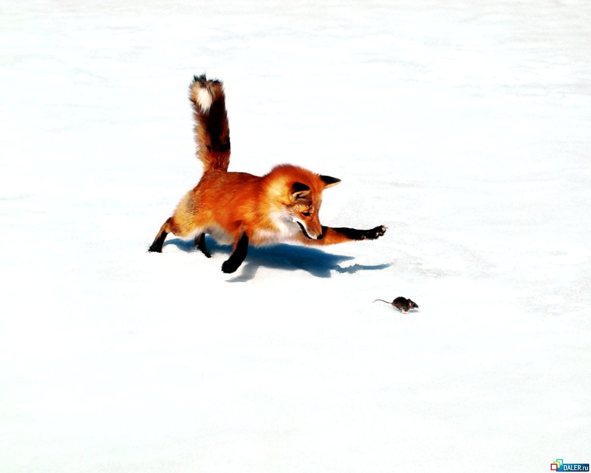 Wallpaper Fuchs, Tiere, Roter Fuchs | TOP kostenlose Fotos