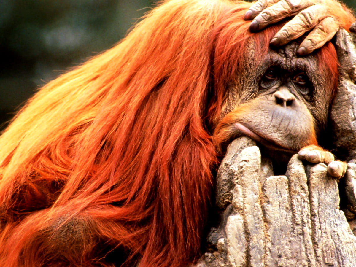 80+ Affe Hintergrundbilder HD | Kostenlose Bilder