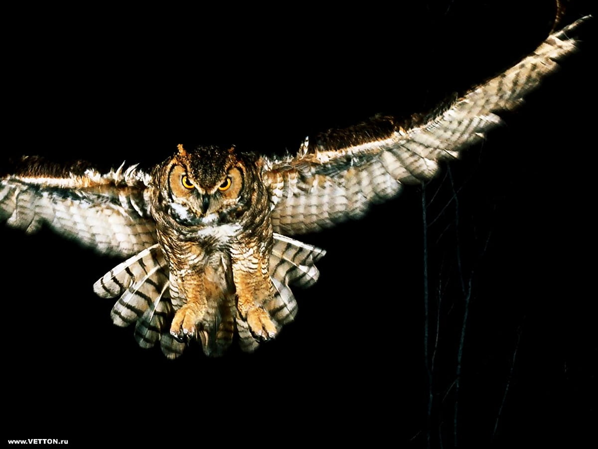 80+ Hintergrundbilder PC Eule | Kostenlose wallpapers