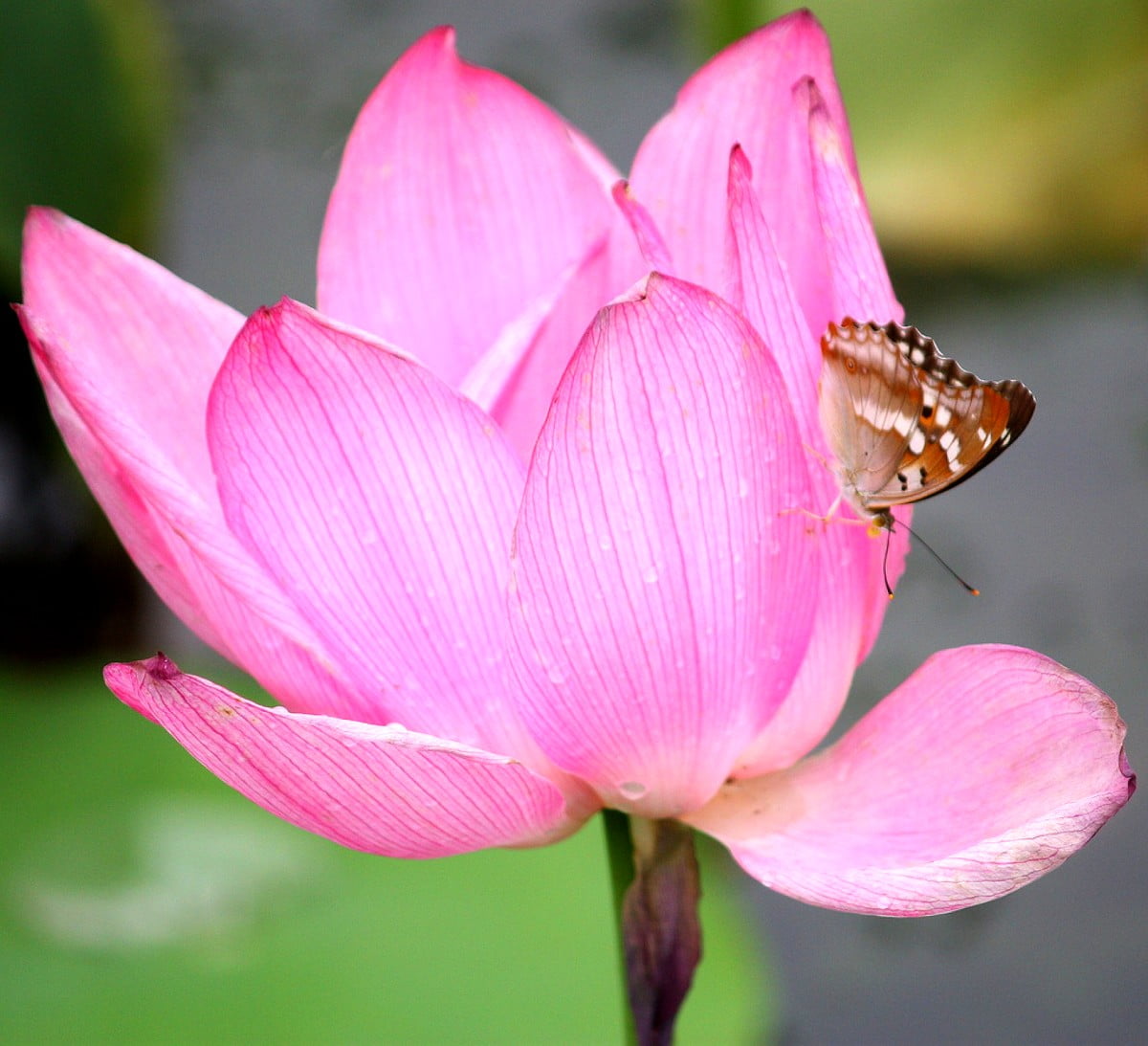 1100+ Rosa Hintergrundbilder HD 🔥 Kostenlose Bilder