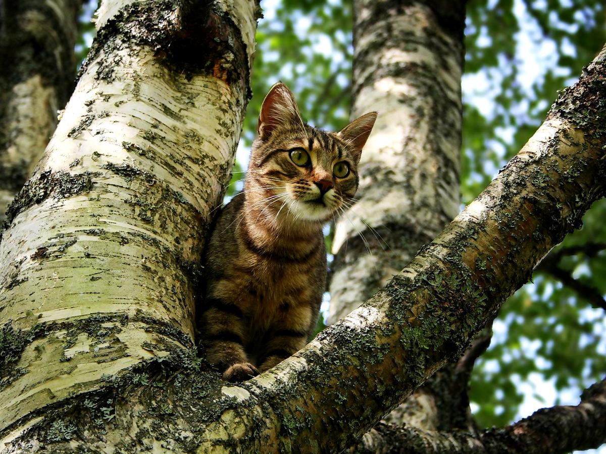 Katzen, Wilde Katze, Tierwelt Foto | Download kostenlose Fotos