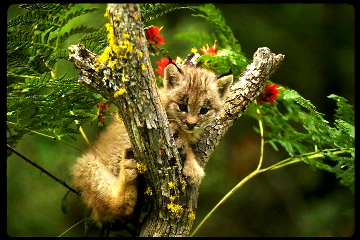 Hintergrundbild Tierwelt, Große Katzen, Natur | Beste kostenlose Wallpapers
