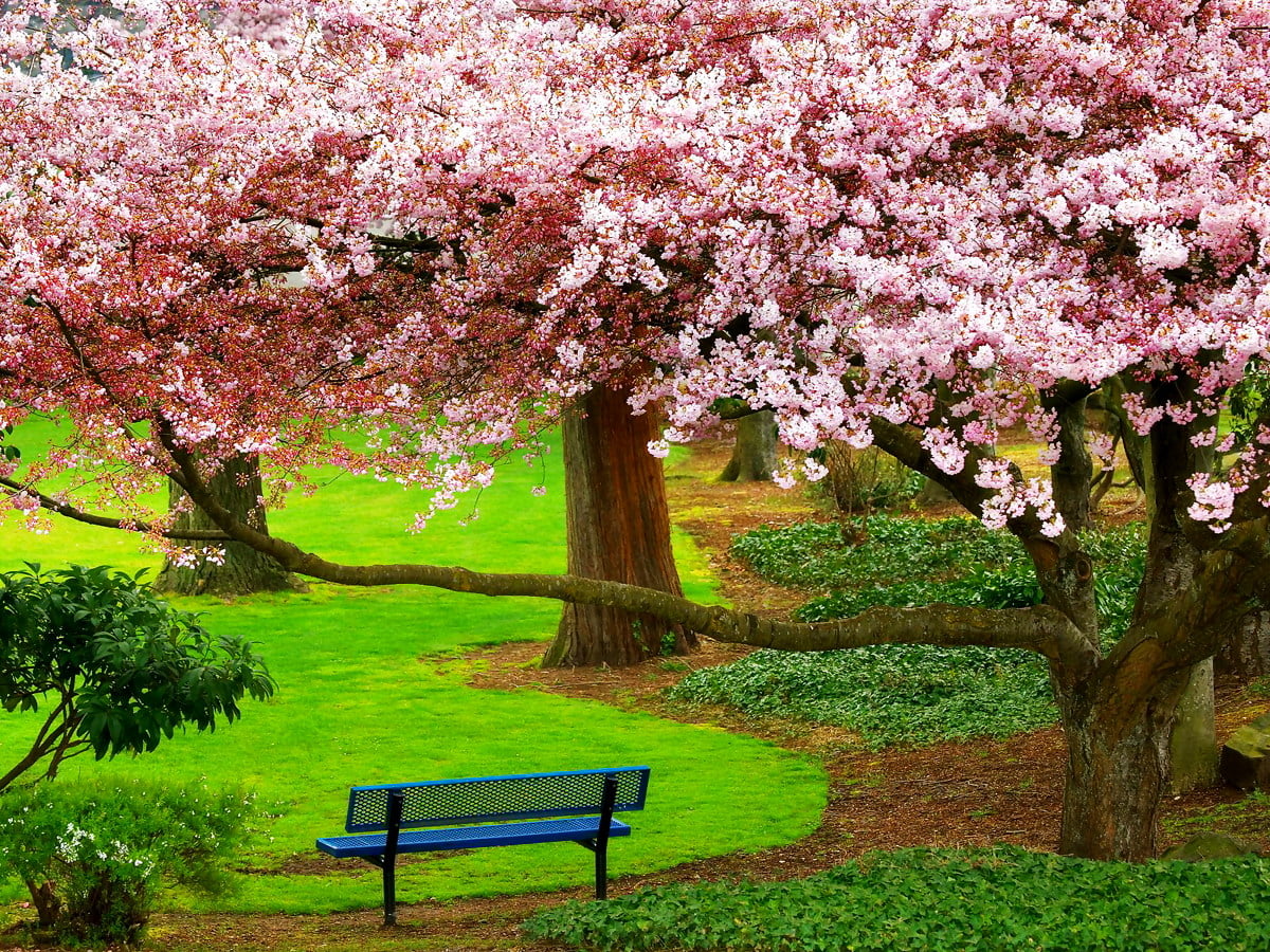 Cooles Hintergrundbild Blumen, Natur, Blühen | Beste freie ...
