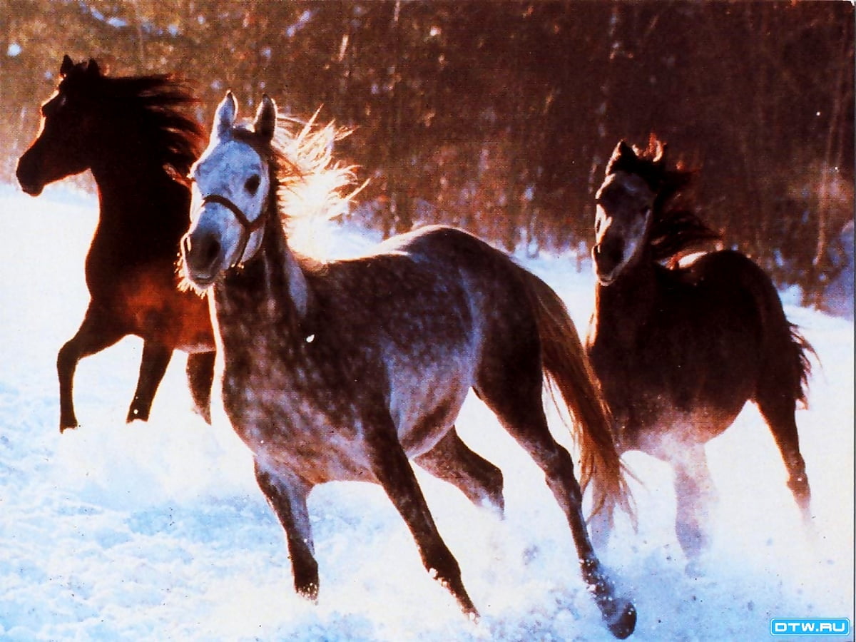 Pferd, Tiere, Mustangpferd Hintergrund | Download TOP freie Hintergründe