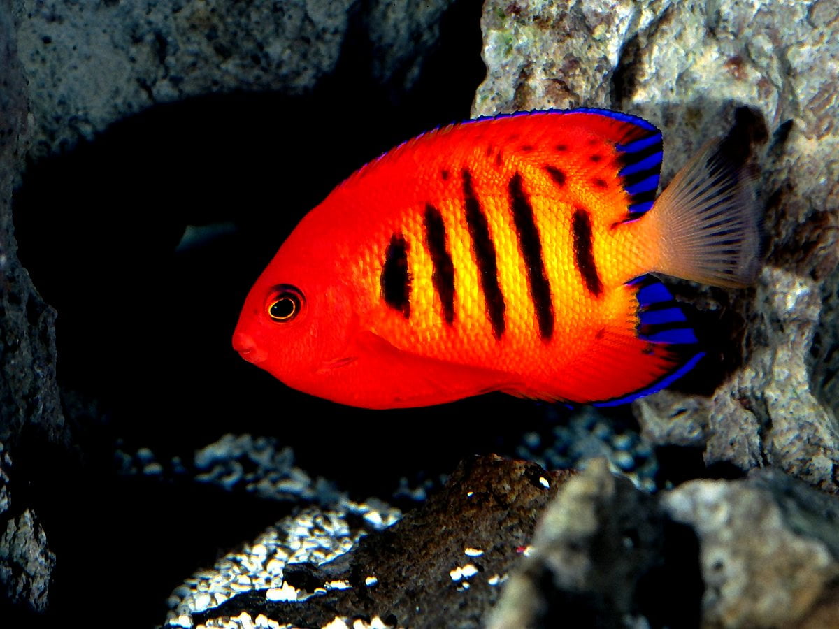 Foto Fisch, Riff, Aquarium | TOP kostenlose Fotos