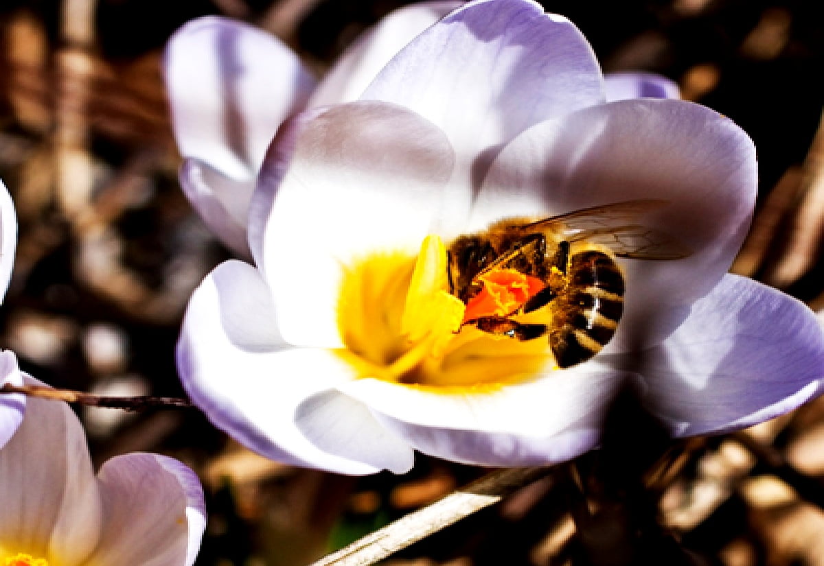 Biene, Blumen, Blütenblatt Hintergrundbild | Download kostenlose Wallpapers