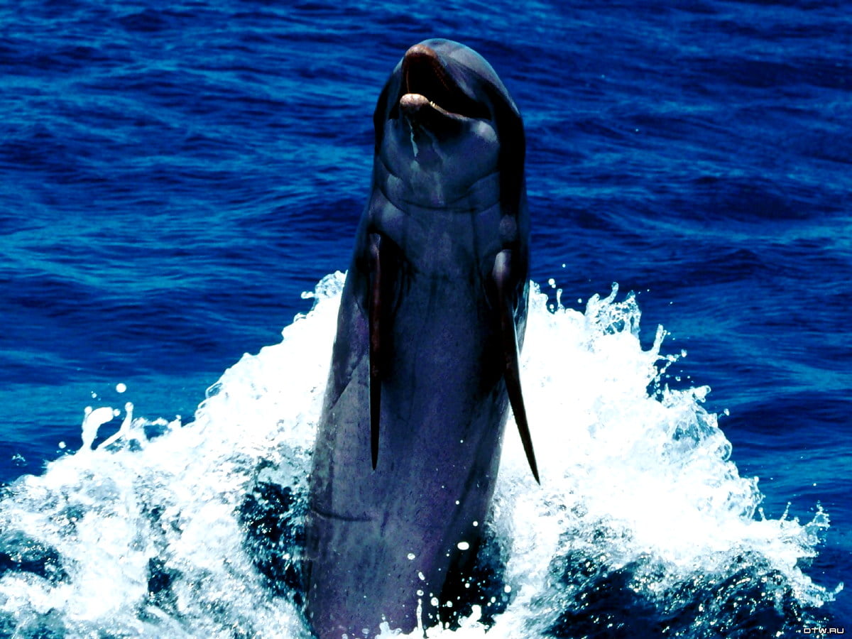 100+ Delfin Hintergrundbilder HD |Kostenlose Bilder