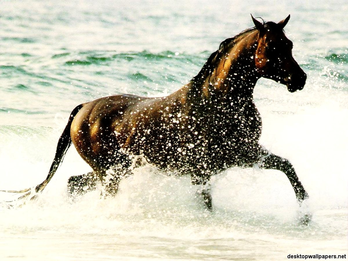 200+ Hintergrundbilder Pferd HD | Kostenlose Bilder