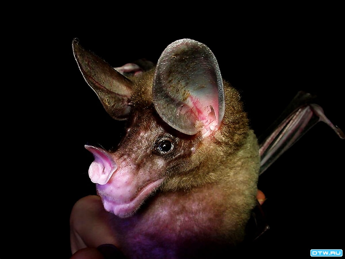 Schönes Hintergrundbild Tierwelt, Fledermaus, Tiere | Beste kostenlose ...