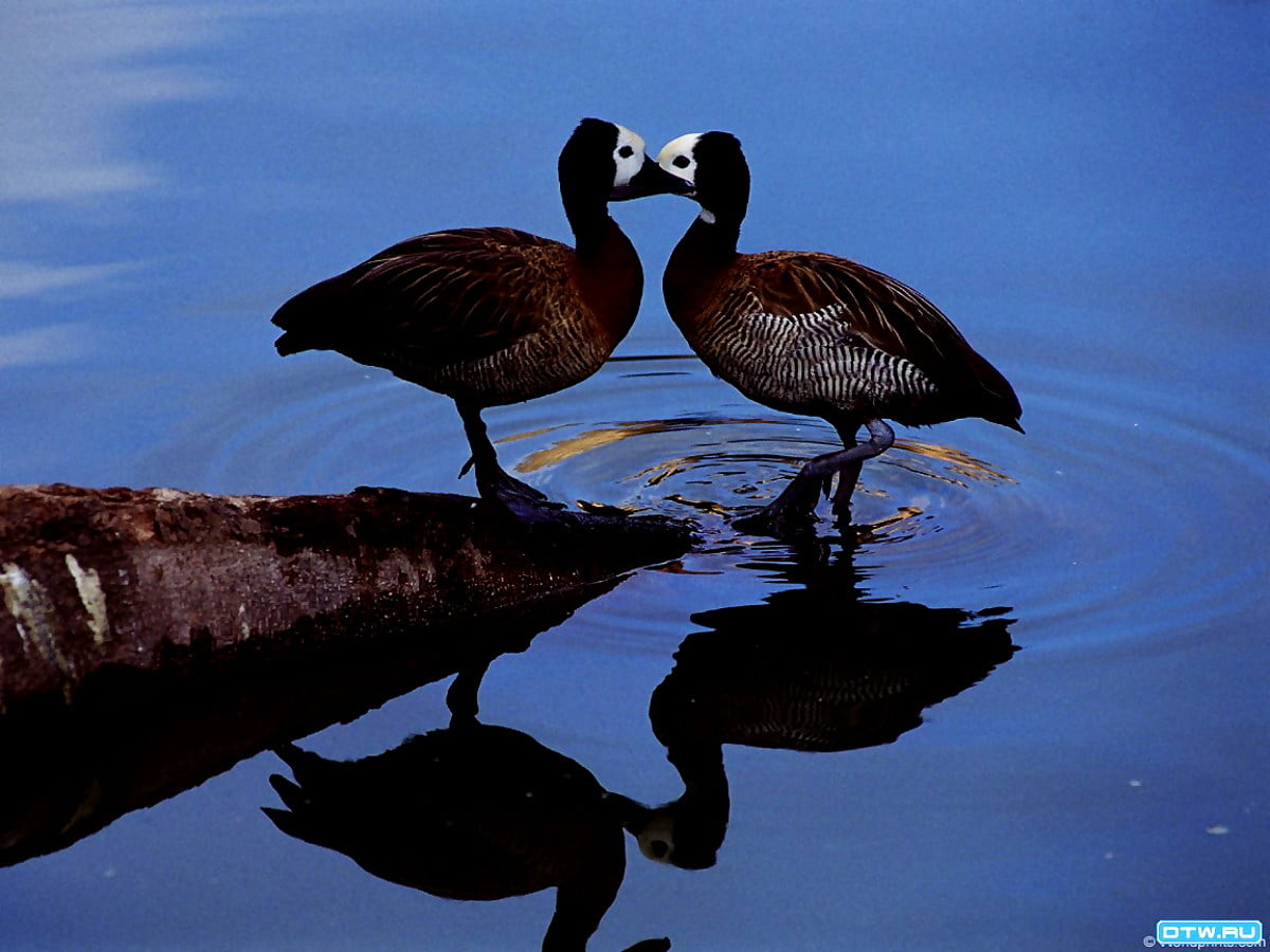 Wallpaper Vogel, Ente, Tierwelt | TOP kostenlose Fotos