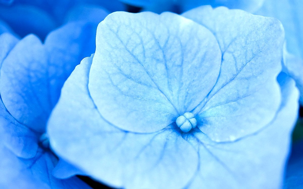 2000+ Blumen Hintergrundbilder HD 🔥 Kostenlose Bilder