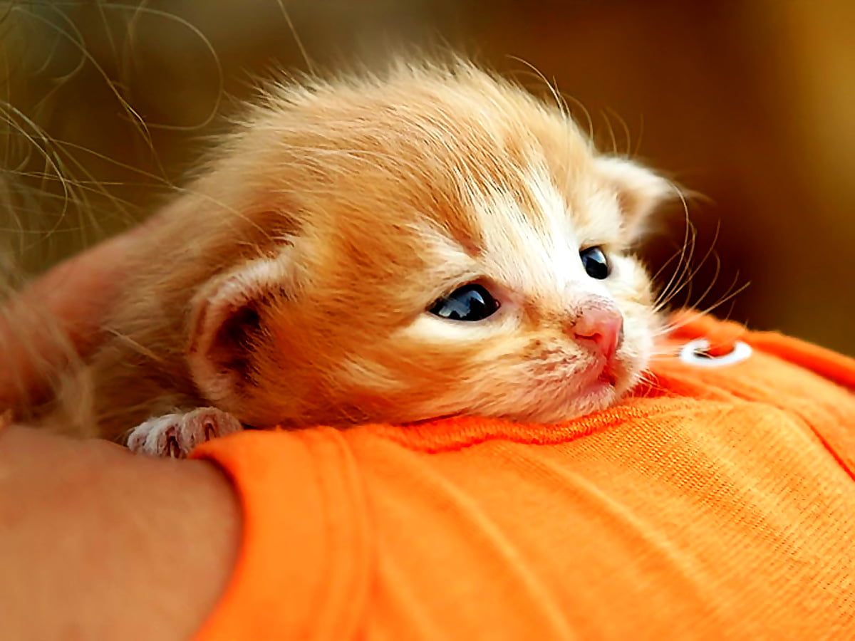 Macbook Hintergrund Katzen, Kätzchen, Orange | TOP kostenlose Bilder