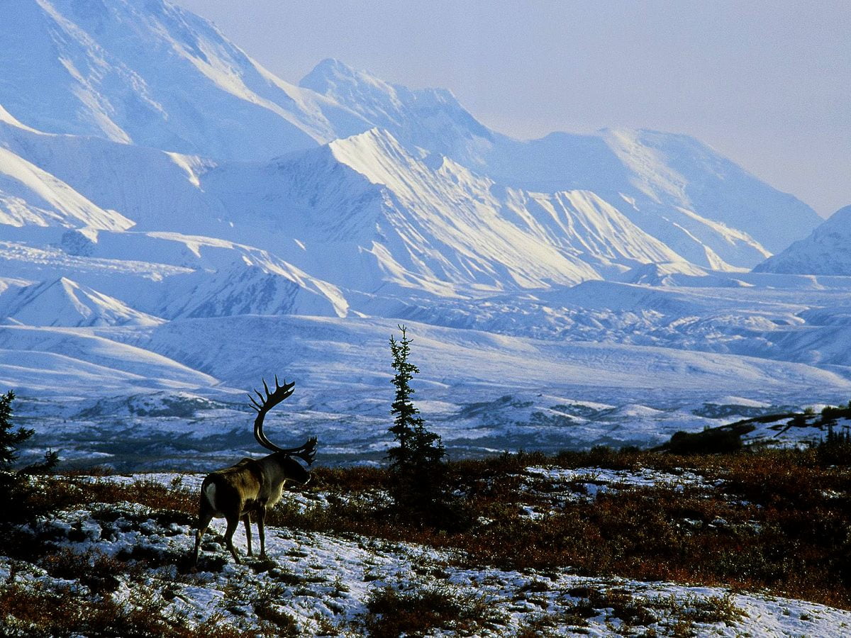 Rentier, Alaska, Berge Hintergrund 1440x900 | Beste freie Hintergründe