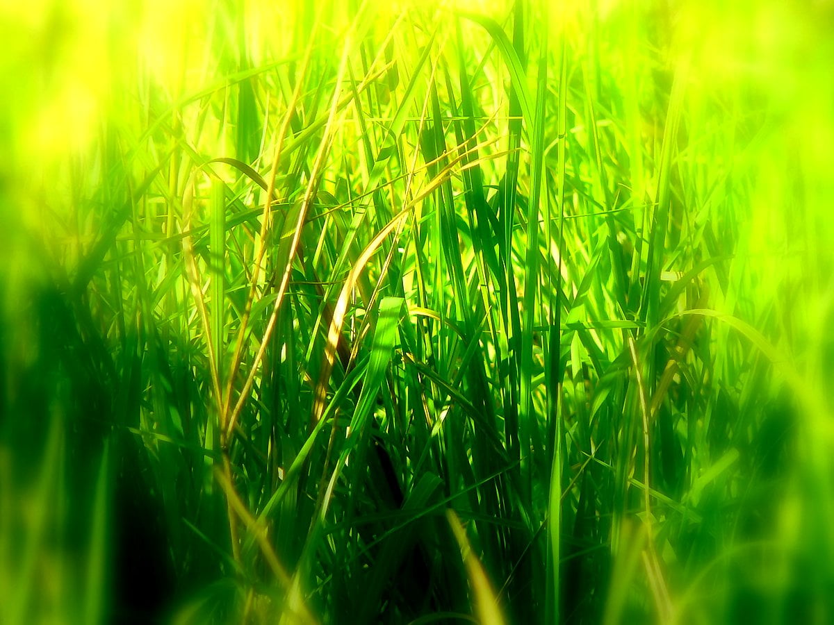 1600x900 Hintergrundbild Grüne, Natur, Süßes Gras | TOP kostenlose ...