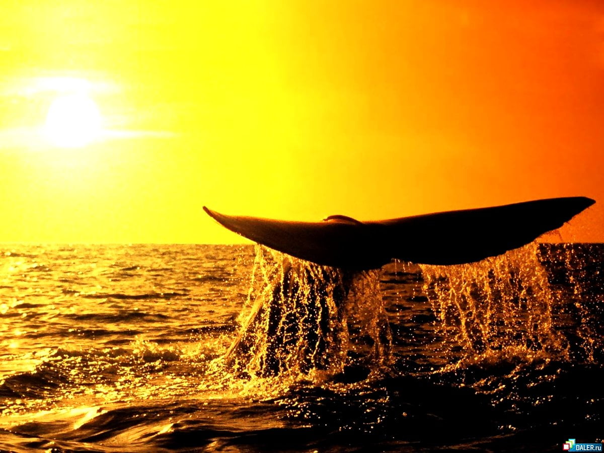 Wal, Sonnenuntergang, Sonne Hintergrundbild | Kostenlose TOP ...
