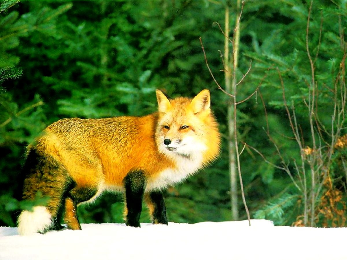 Hintergrund Roter Fuchs, Fuchs, Tierwelt | Beste kostenlose Bilder