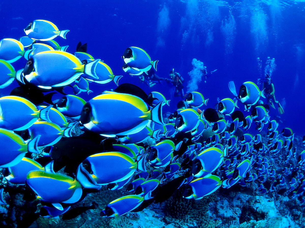 Hintergrund Bunter Fisch, Unterwasserwelt, Blaue | Beste kostenlose Bilder