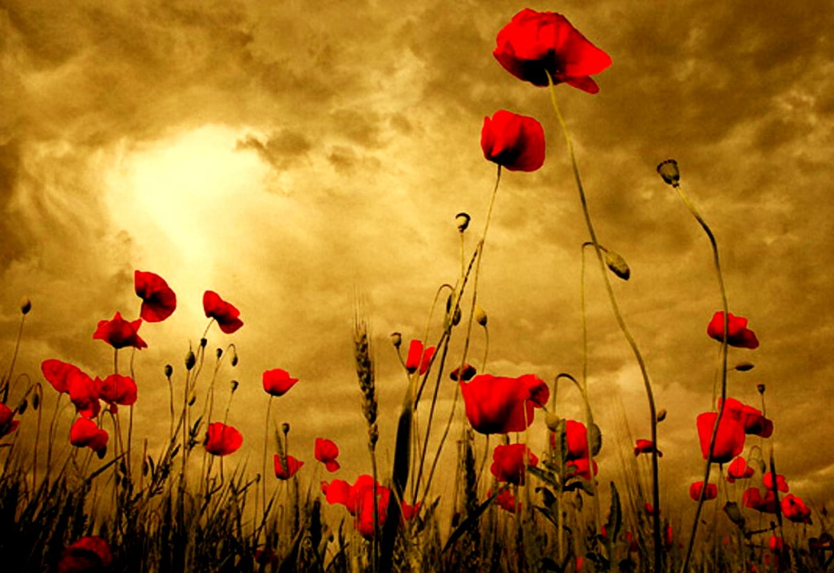 Mohn, Natur, Rote Hintergrund | Beste kostenlose Bilder