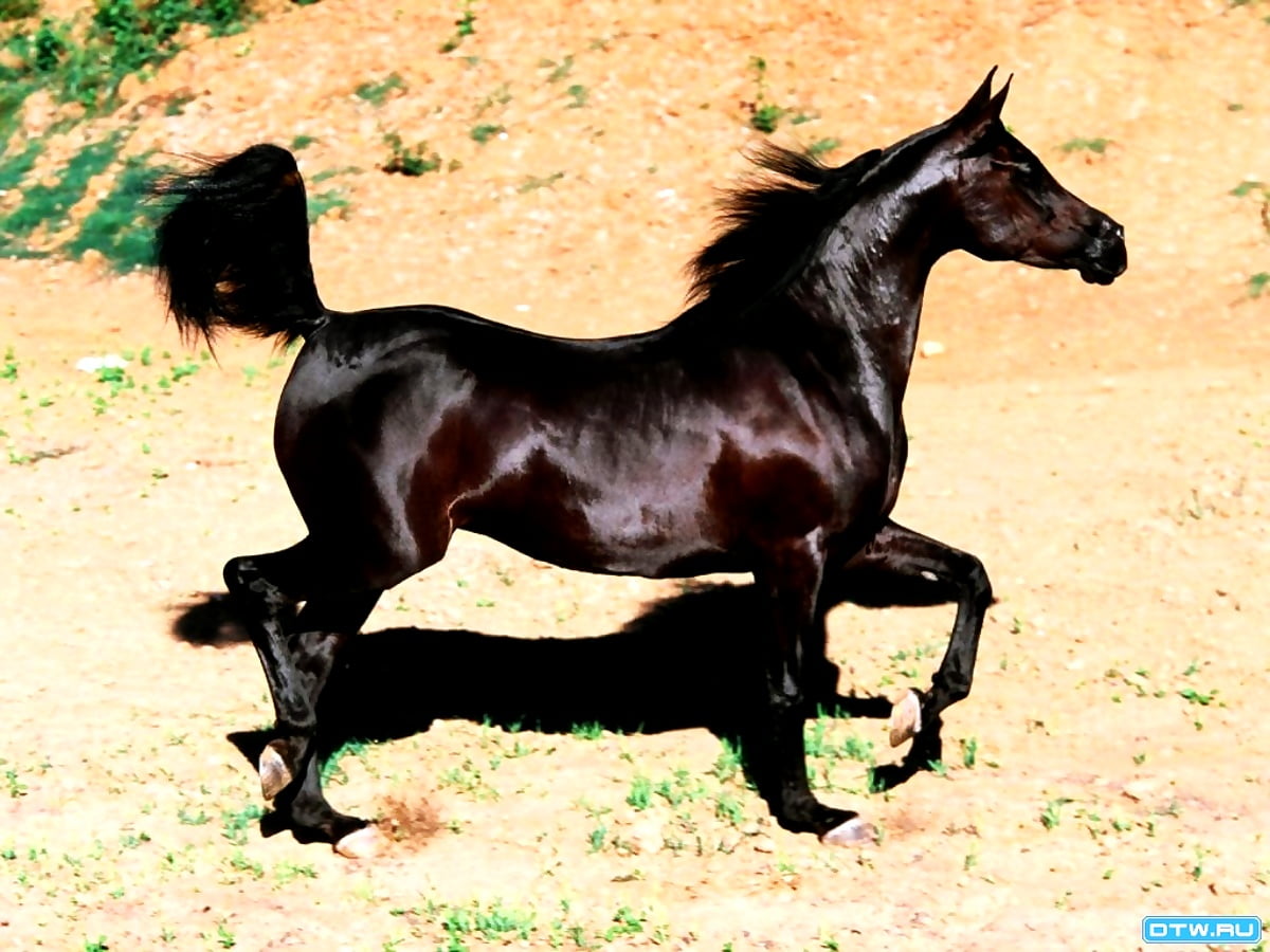 200+ Hintergrundbilder Pferd HD | Kostenlose Bilder