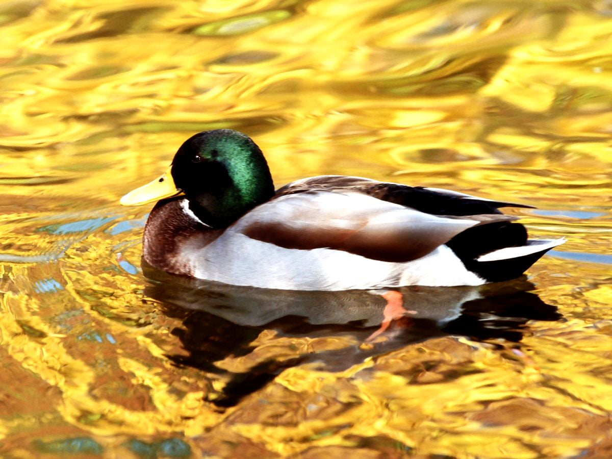 Schönes Vogel, Ente, Brautente Hintergrundbild | Beste kostenlose ...