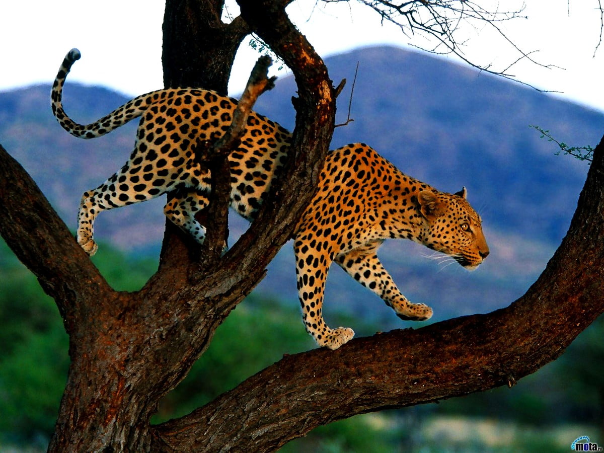 40+ Leopard Hintergrundbilder HD | Kostenlose Bilder