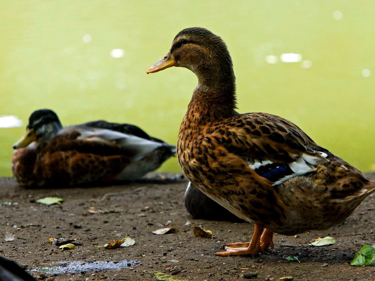 30+ Ente Hintergrundbilder HD | Kostenlose Bilder