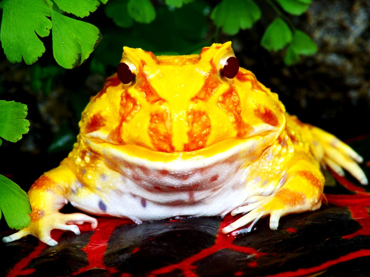 Frosch, Tiere, Ochsenfrosch Hintergrundbild | Download TOP freie ...