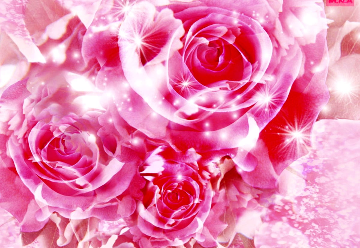 120+ Gartenrosen Hintergrundbilder HD 🔥 Kostenlose Bilder