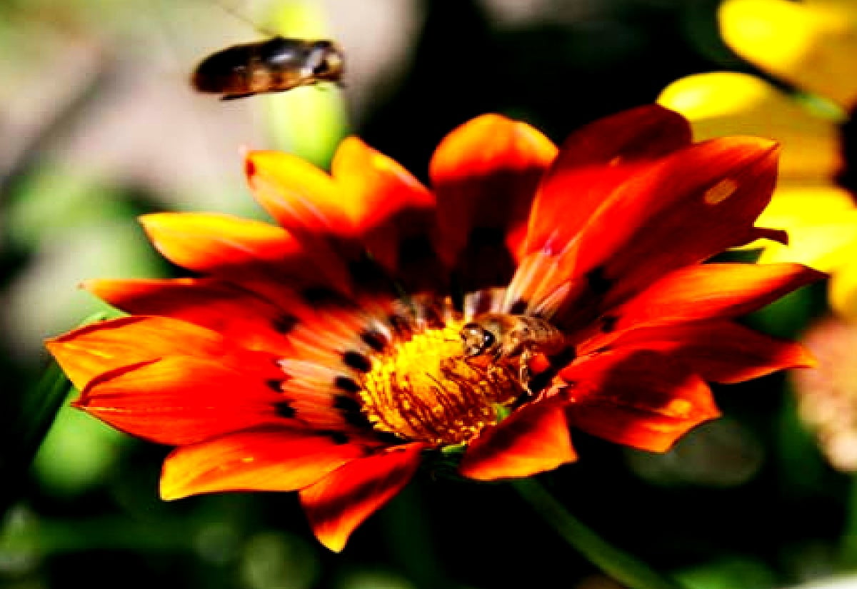 Geiles Blumen, Biene, Blütenblatt Wallpaper | Download freie Wallpapers