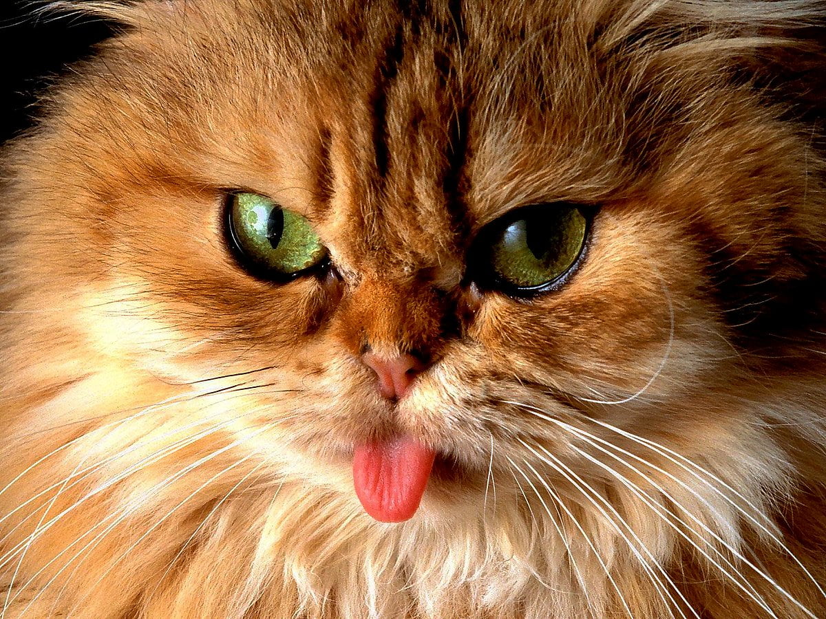 Katzen, Hauskatze, Tiere Hintergrundbild 🔥 Beste kostenlose ...