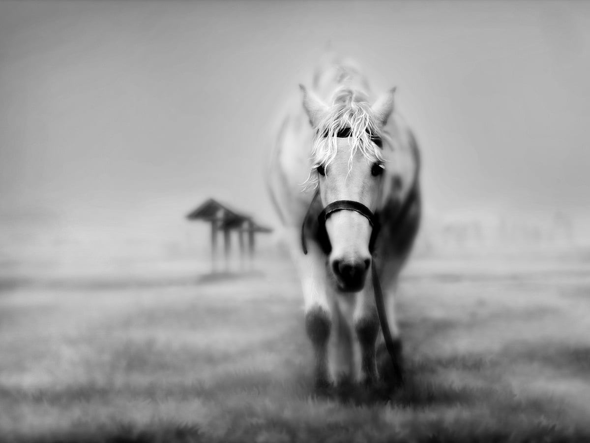 200+ Pferd Hintergrundbilder HD | Kostenlose Bilder