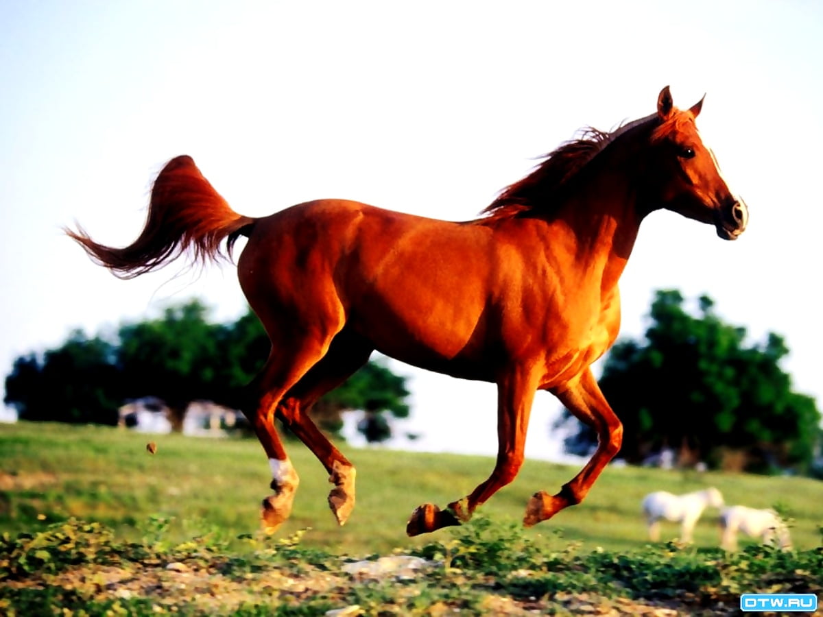 Geiles Pferd, Tiere, Hengst Wallpaper | Download freie Wallpapers